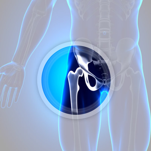 Hip – Ali Orthopedics